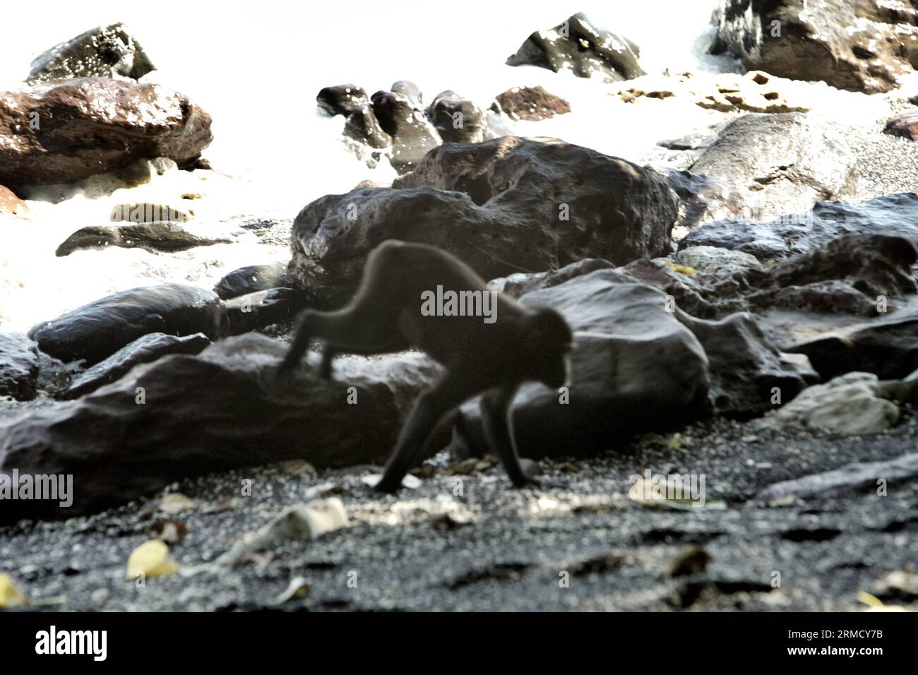 Primate foraging range hi-res stock photography and images - Alamy