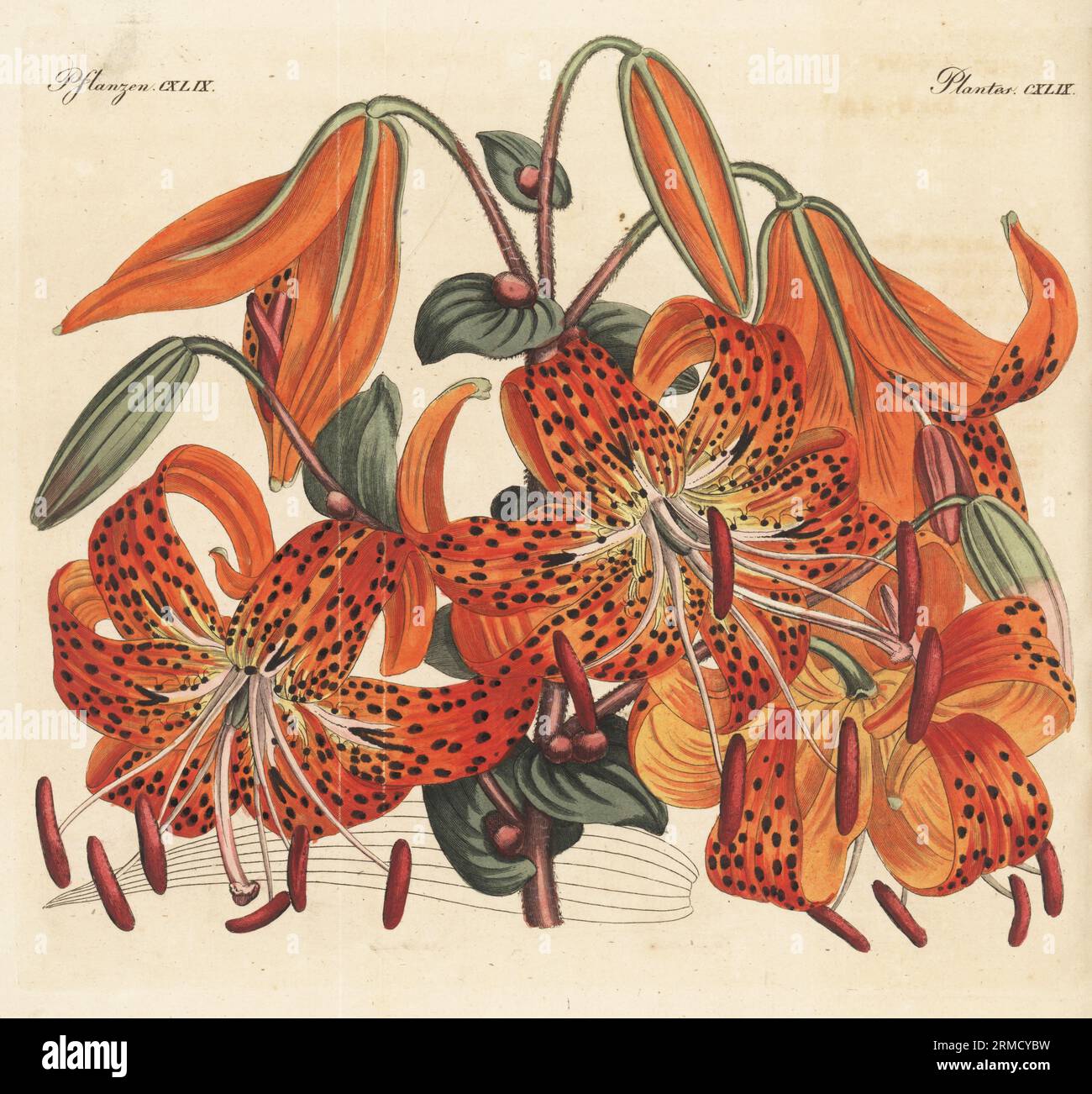 Tiger lily, Lilium lancifolium, native to China, Japan, Korea etc ...