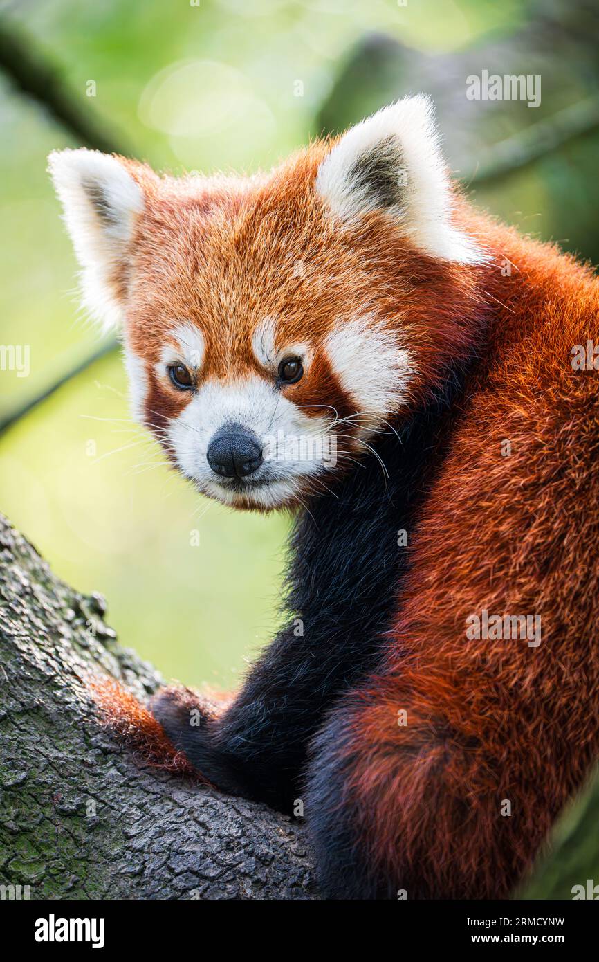 Red panda bear climbing tree. close-up of a rare red panda Stock Photo ...