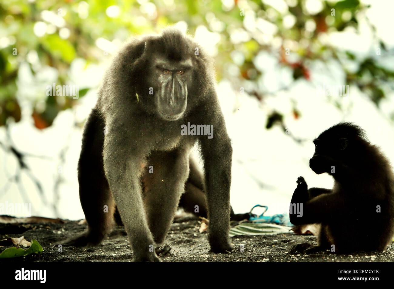 A Celebes crested macaque (Macaca nigra) is photographed while moving ...