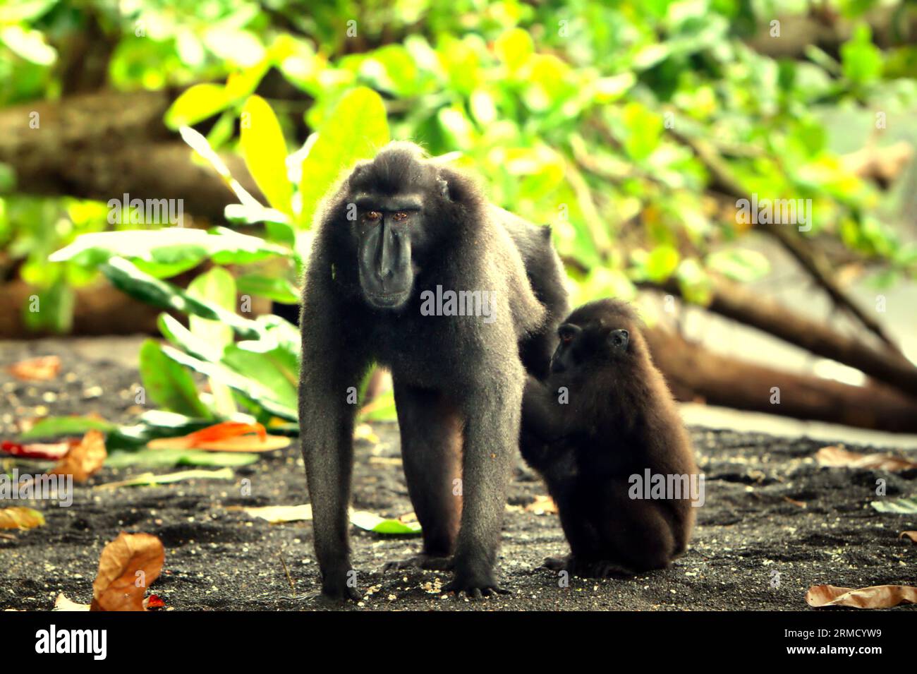 A Celebes crested macaque (Macaca nigra) is groomed by a juvenile on ...