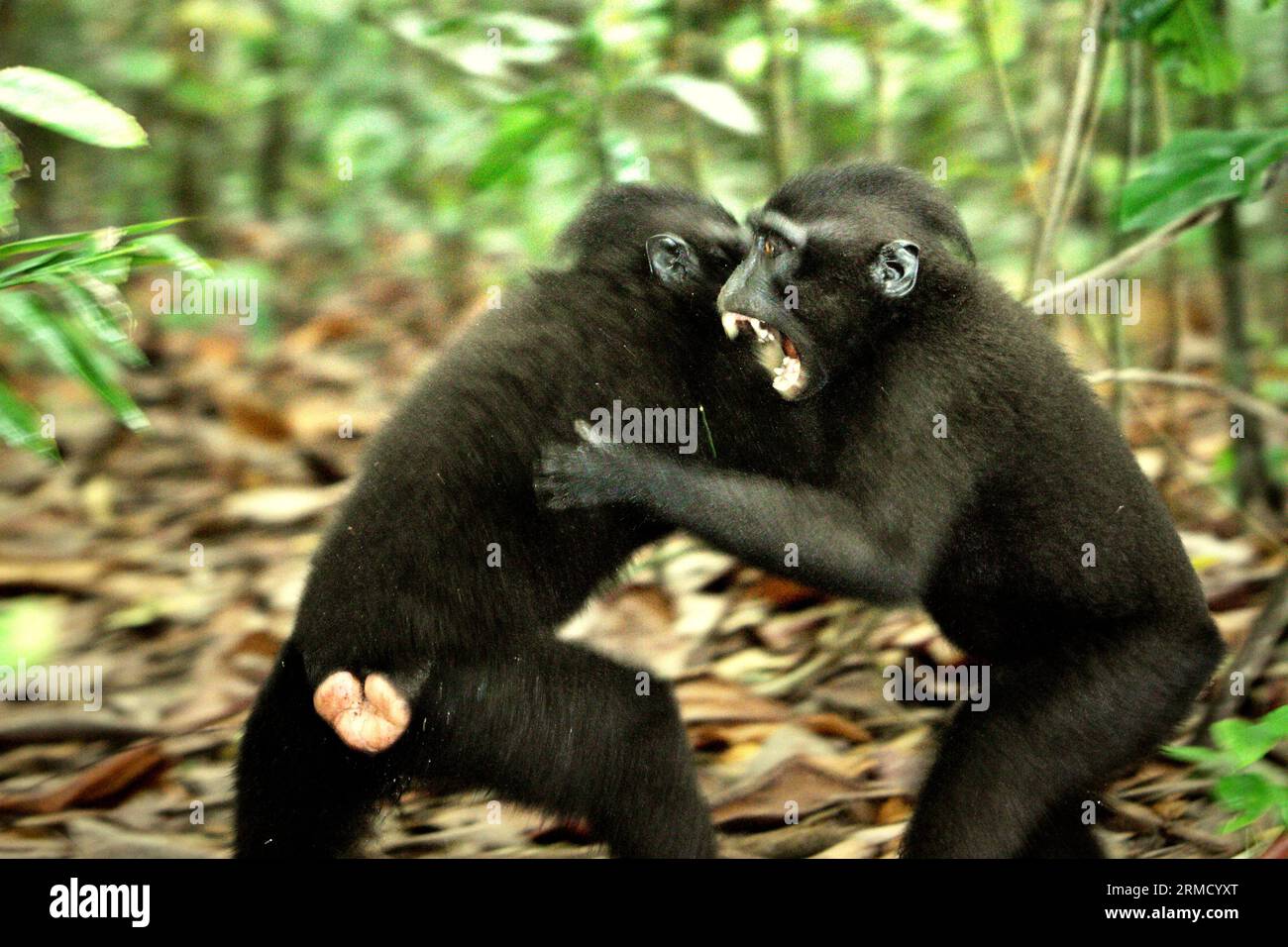 Conflict between animals hi-res stock photography and images - Alamy