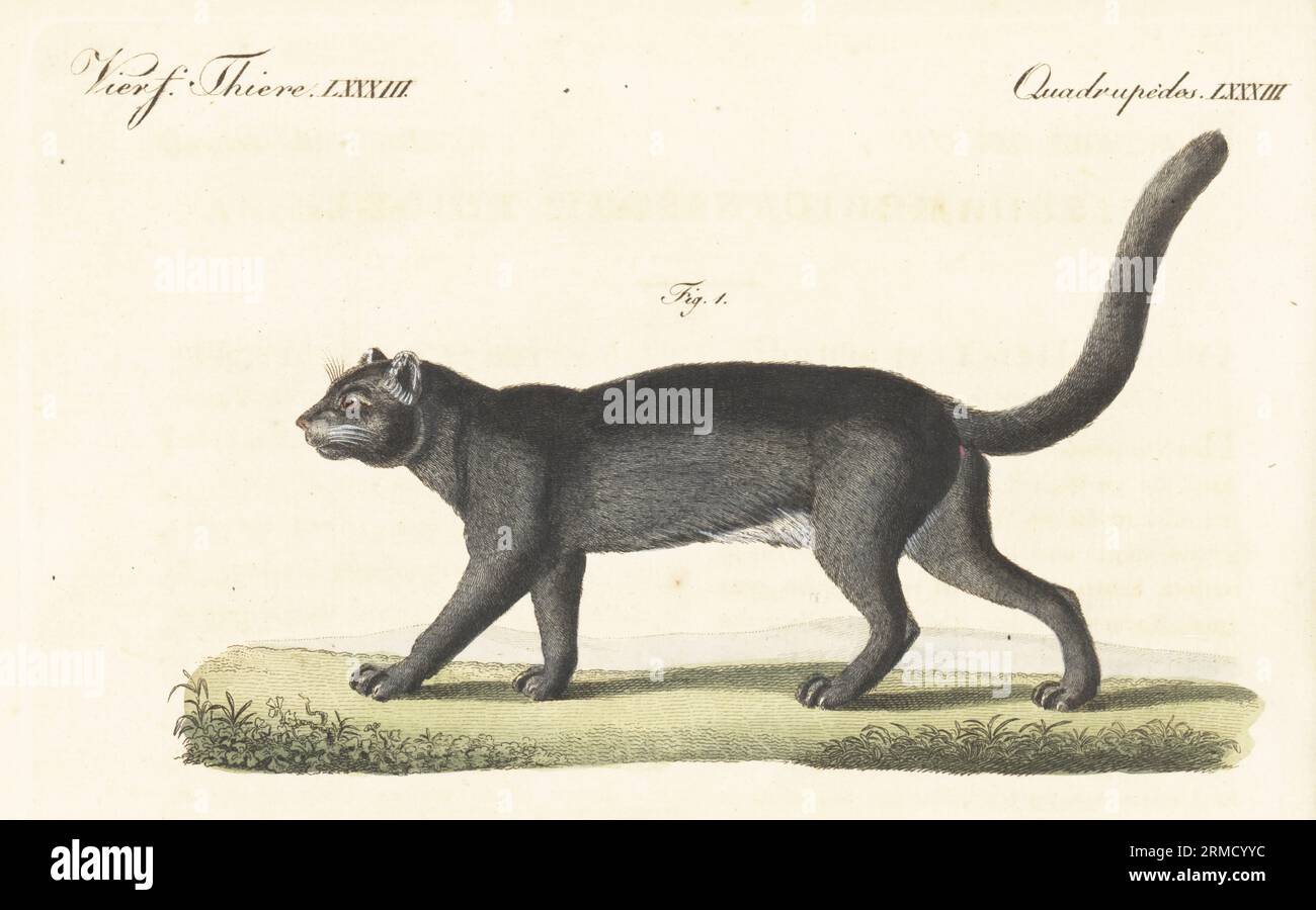 Jaguarundi, Herpailurus yagouaroundi. Wild cat native to South and ...