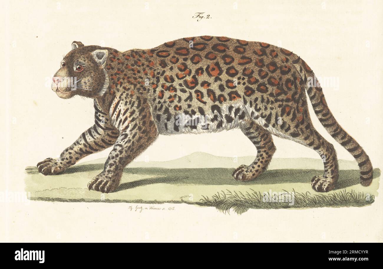 Jaguar, Panthera onca, native to Central and South Americas, known to ...