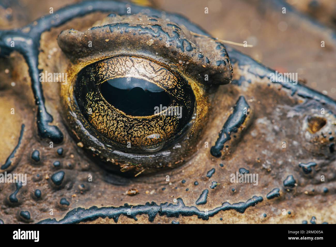 Toad eye hi-res stock photography and images - Alamy