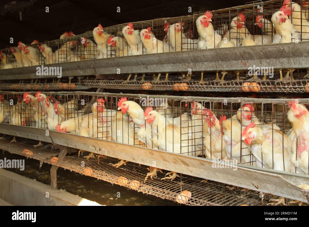 Birds in rural areas hi-res stock photography and images - Alamy
