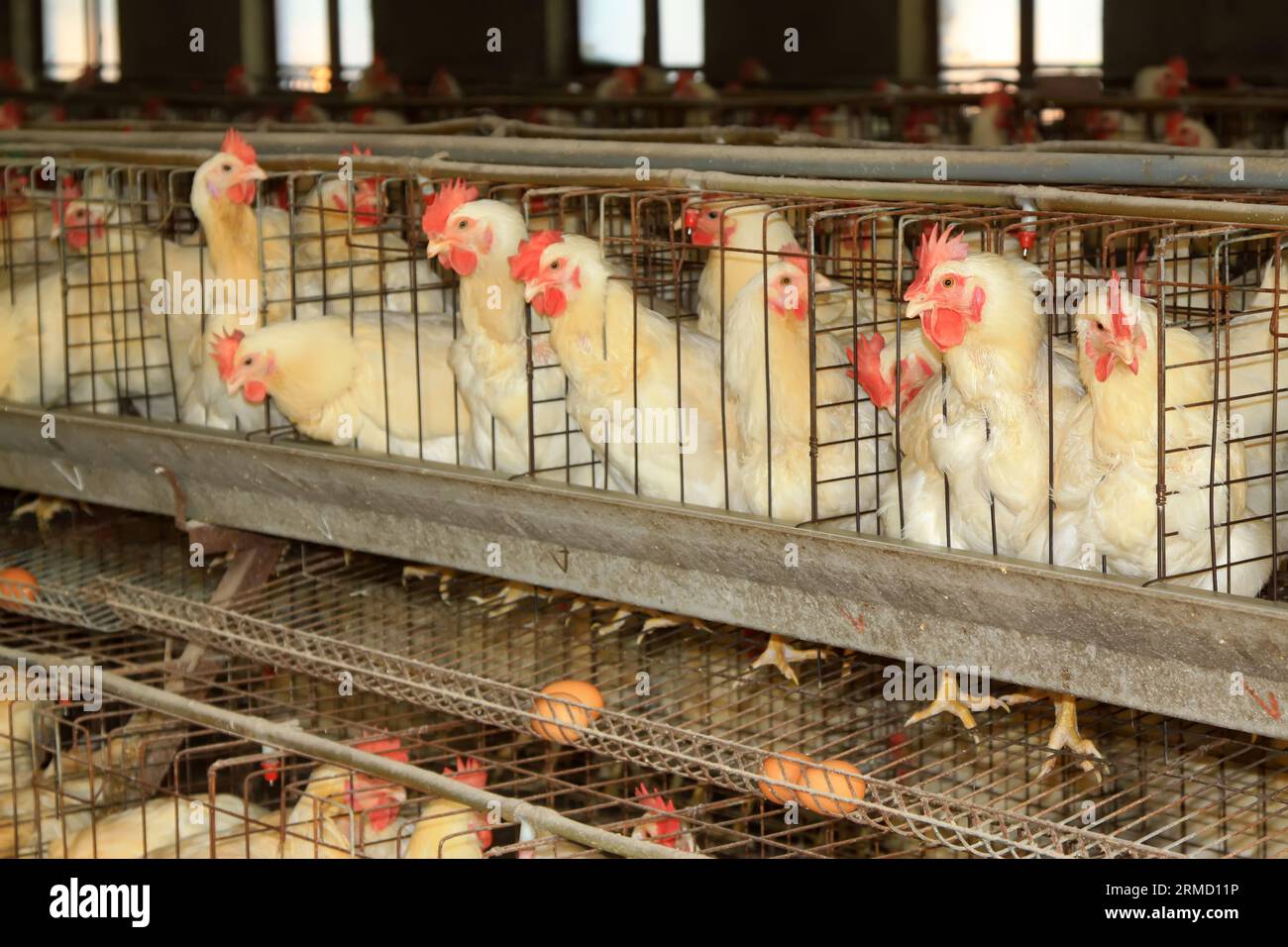 Birds in rural areas hi-res stock photography and images - Alamy