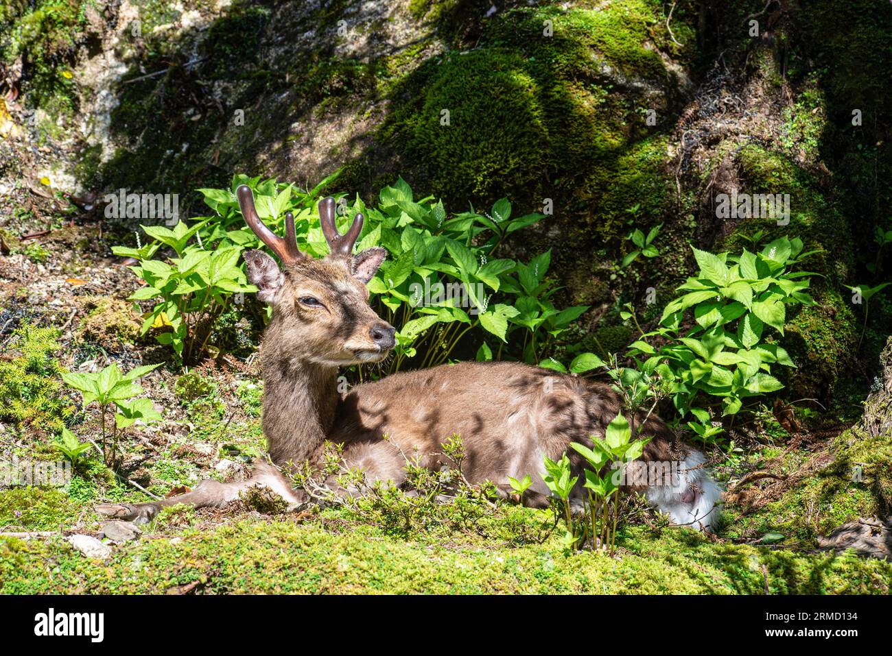 Yaku sika deer, young stag with velvet antlers, Kakushima Island, Japan ...