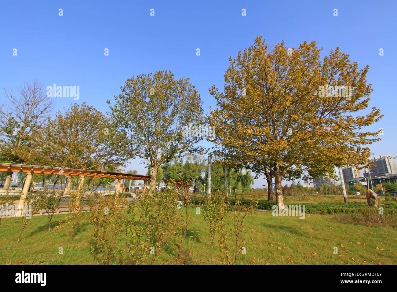 Autumn plant scenery in a park, China Stock Photo - Alamy