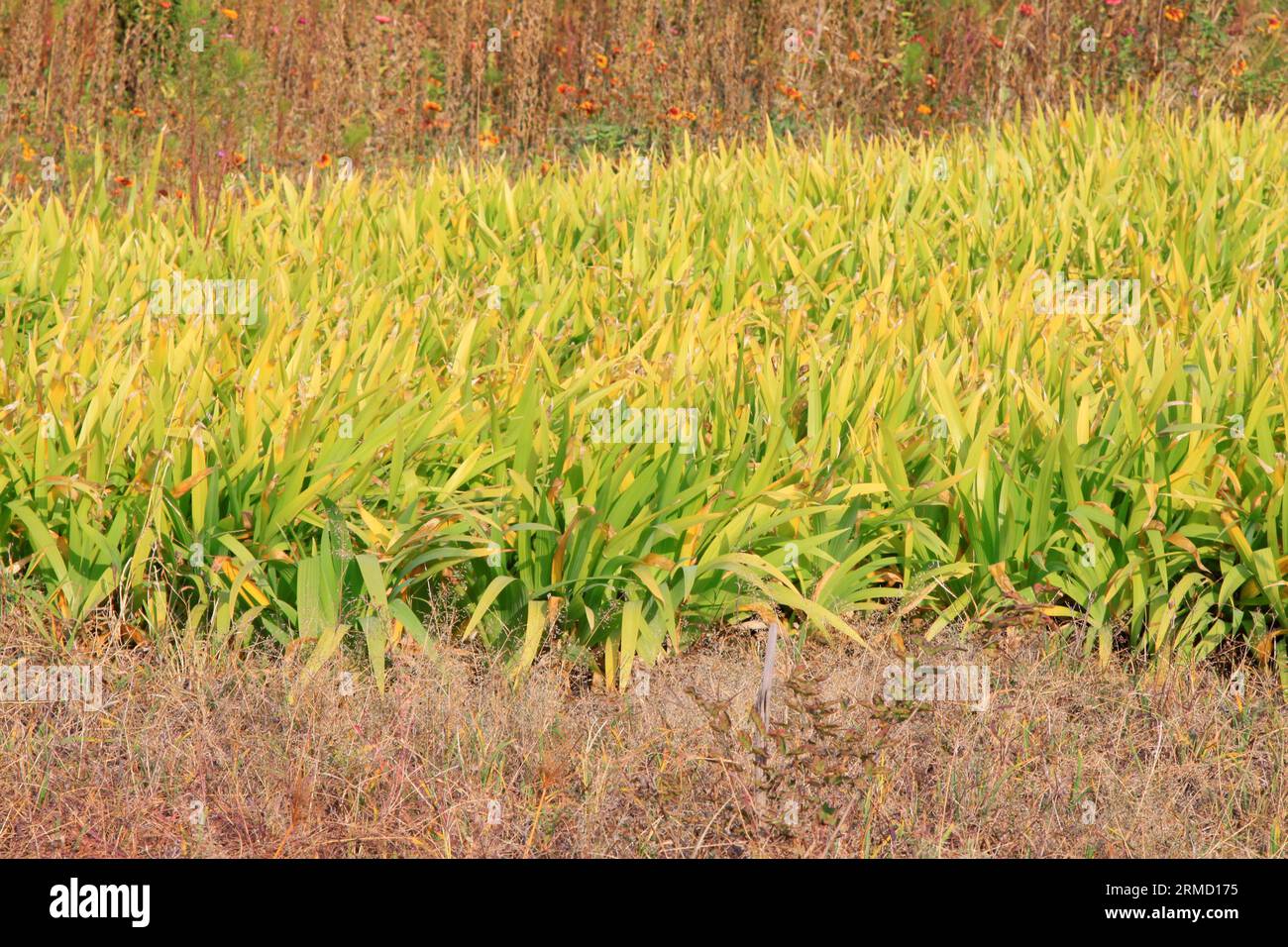 Iris plants in the park in the fall Stock Photo - Alamy