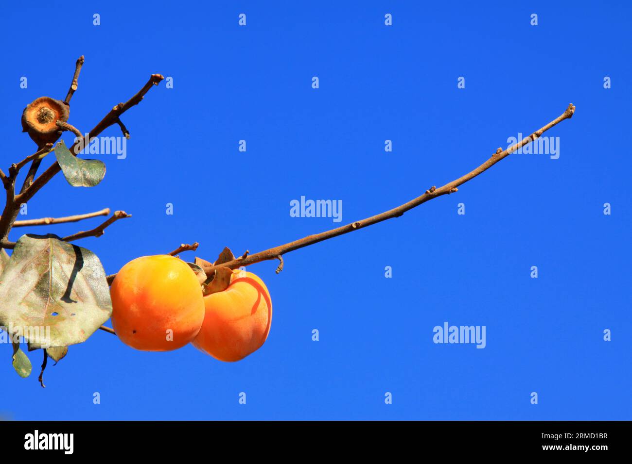 Mature fresh yellow persimmon hi-res stock photography and images - Alamy