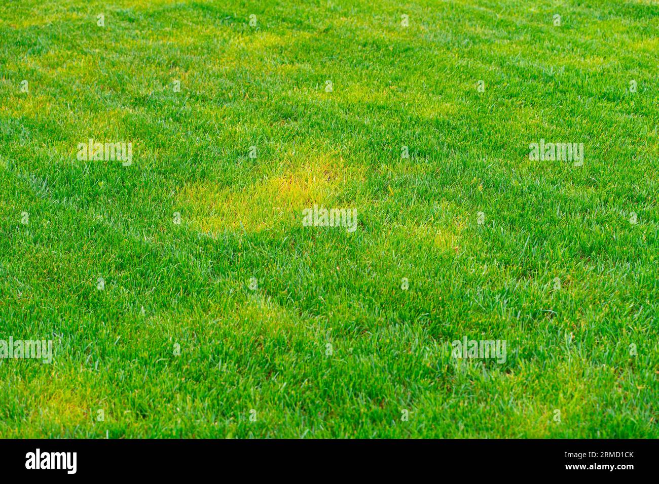 Yellow spots of frozen grass on a green mowed lawn. Diseases on the ...