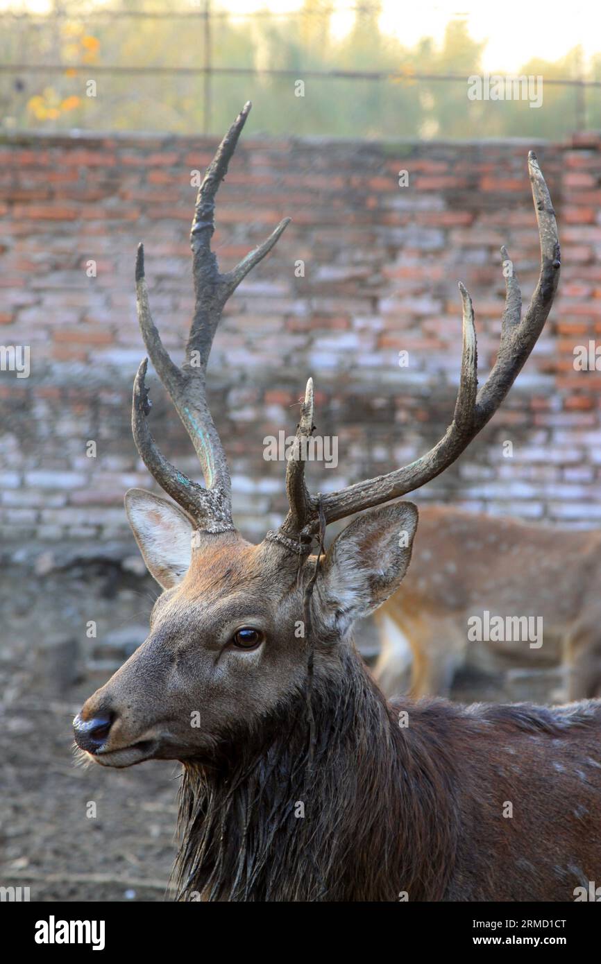 Pilose antler hi-res stock photography and images - Alamy