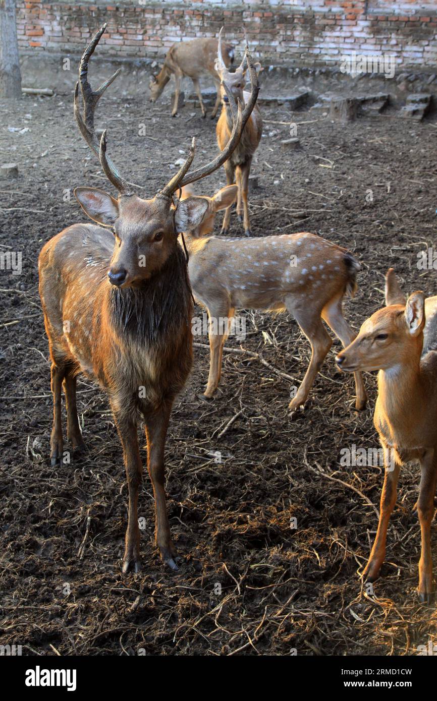 Wild sika deer china hi-res stock photography and images - Alamy