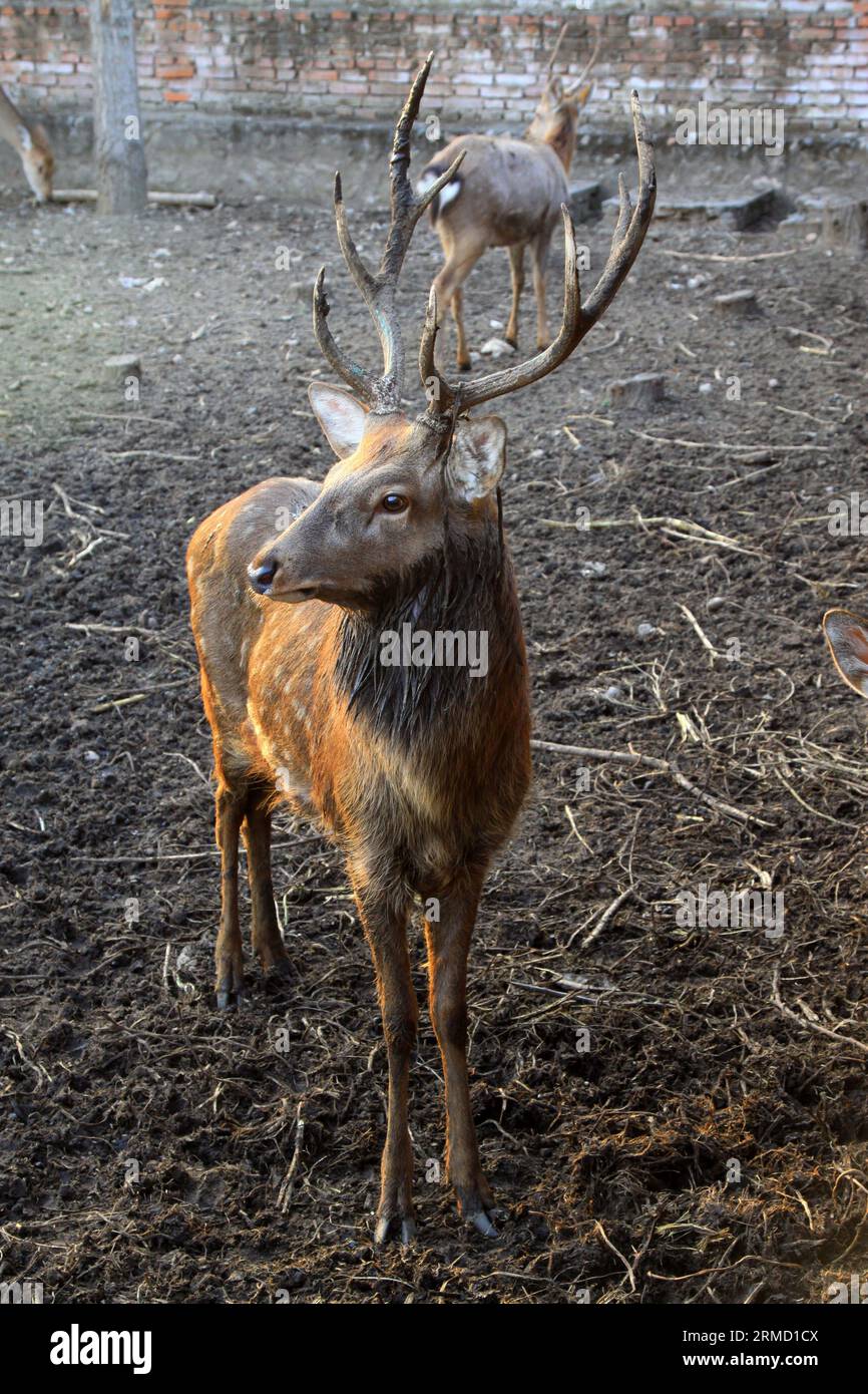 Wild sika deer china hi-res stock photography and images - Alamy