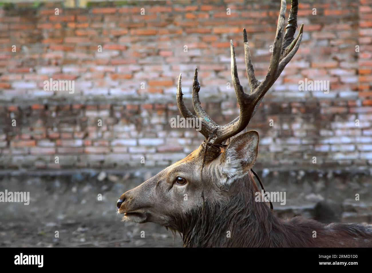 closeup of sika deer in a plant breeding in China Stock Photo - Alamy