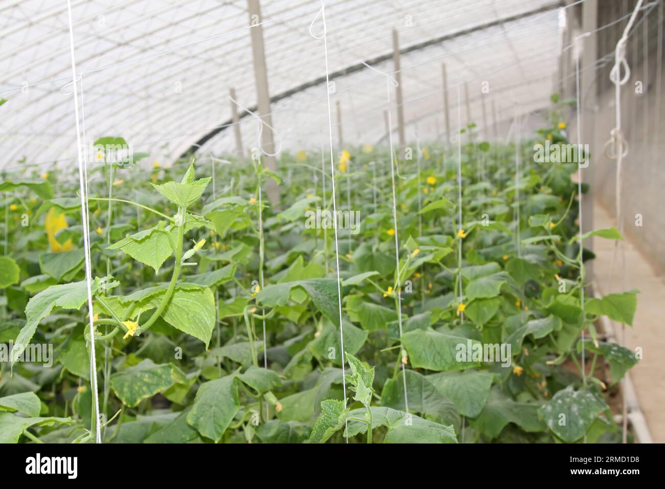 cucumber seedling in the plant, in a garden, china Stock Photo - Alamy