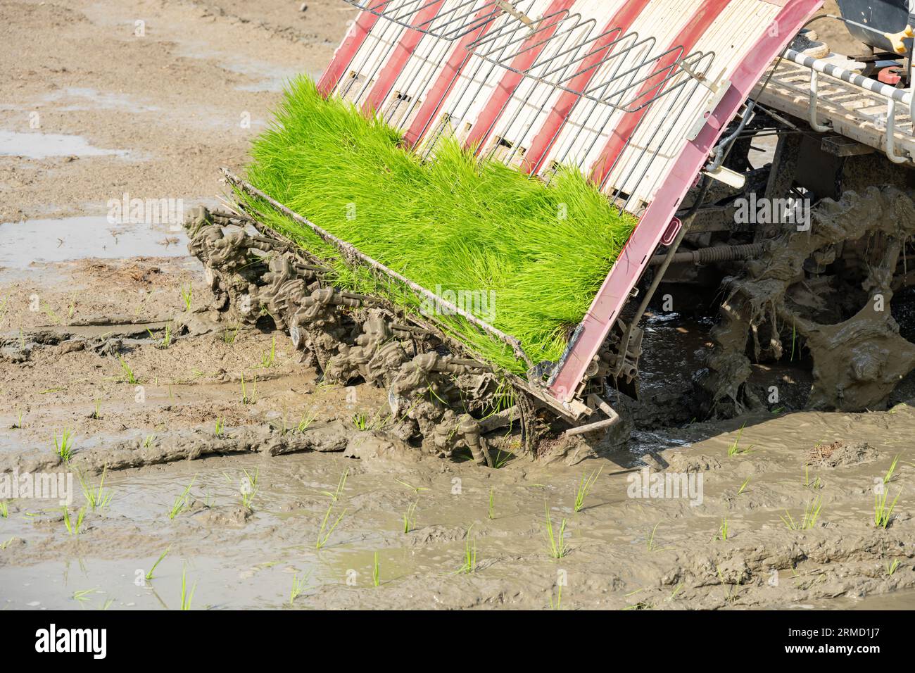 rice transplanter working on the field at horizontal composition Stock ...