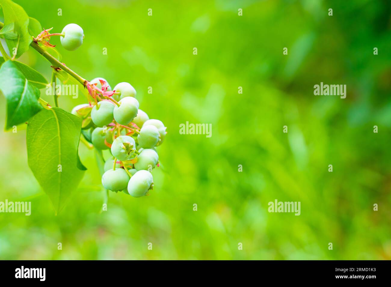 Green unripe blueberries close hi-res stock photography and images - Alamy
