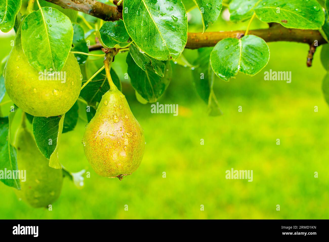 Growing pear tree in water drops in sunny sunset weather close-up Stock ...