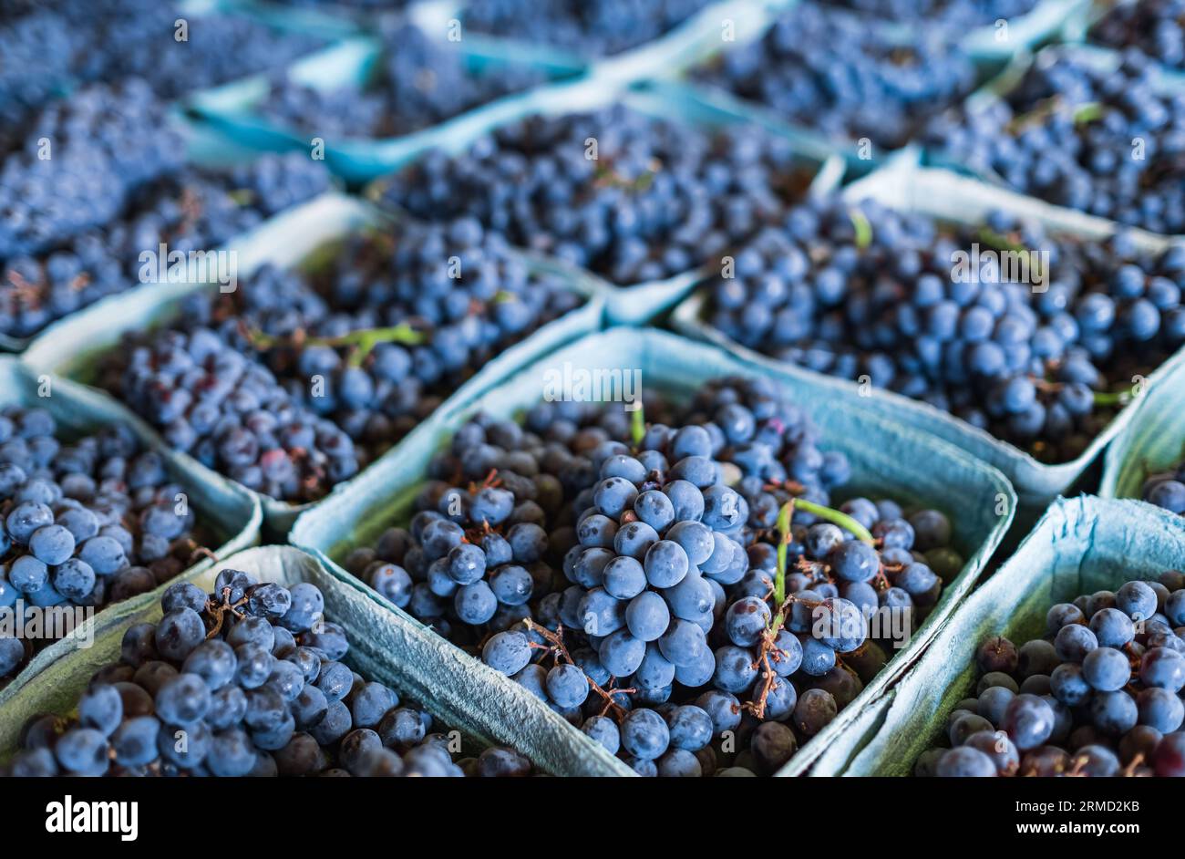 Harvested blue grapes in paper molded baskets at the market in Canada ...