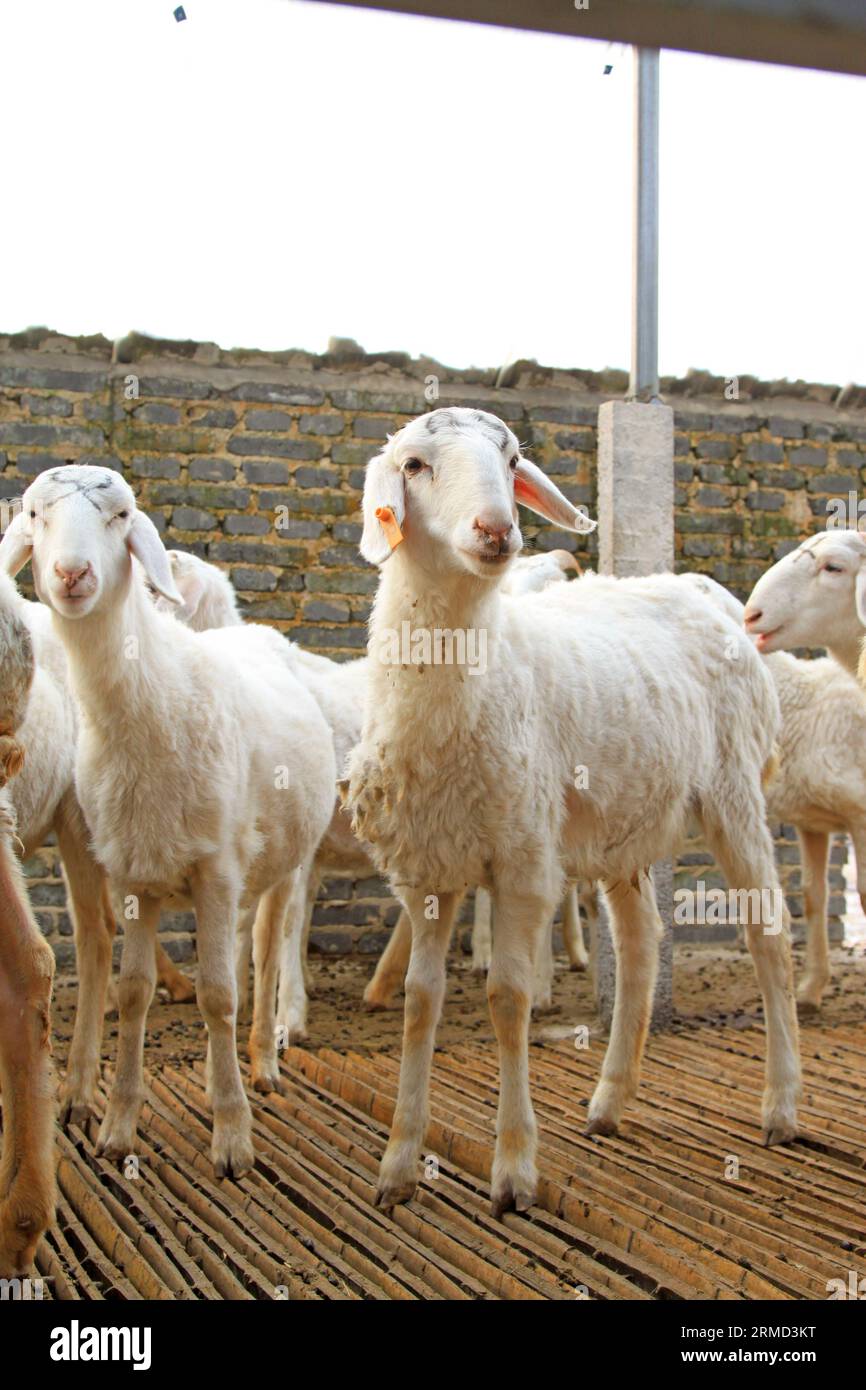 Meat goats hi-res stock photography and images - Alamy