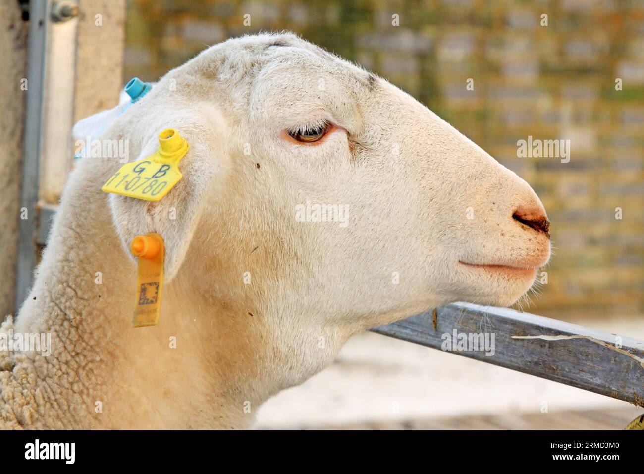 Meat goats hi-res stock photography and images - Alamy