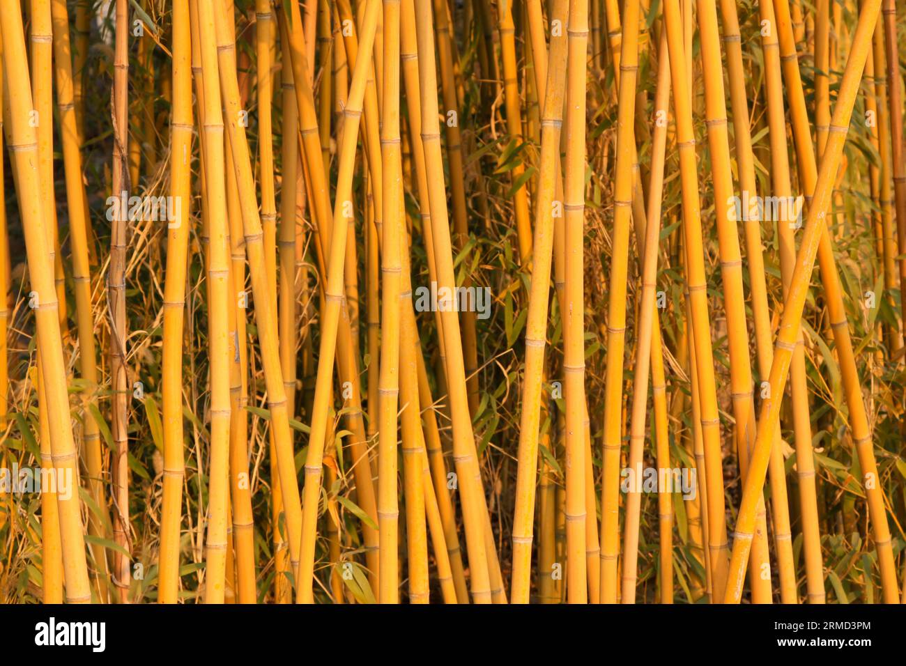 bamboo in a botanical garden, in the autumn Stock Photo - Alamy