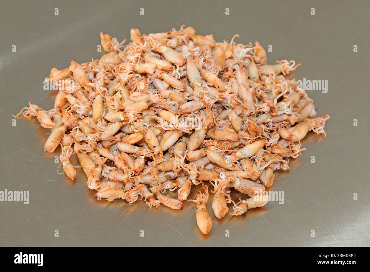 Stacked squid supermarket seafood hi-res stock photography and images ...