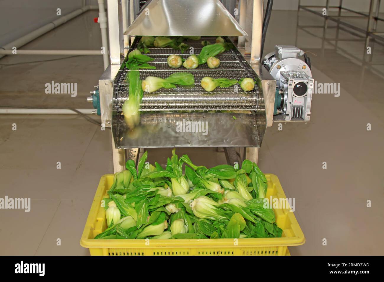 vegetables in the automatic cleaning equipment, in a vegetables ...