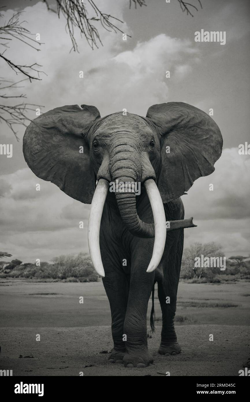 A close-up of an African elephant standing in a grassy plain in ...