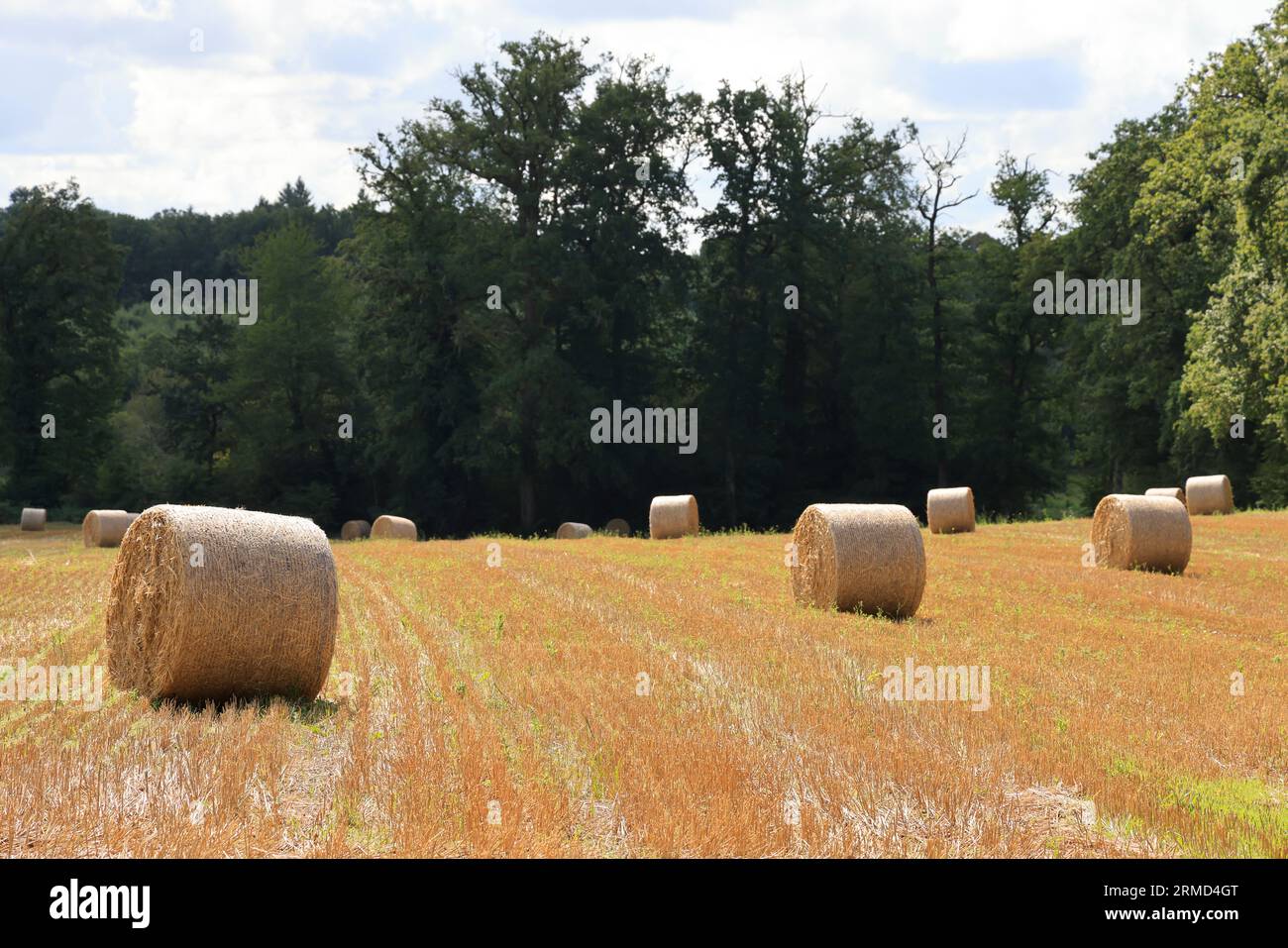 Agriculture, nature, environnement, tourisme et ruralité. Paysage de ...