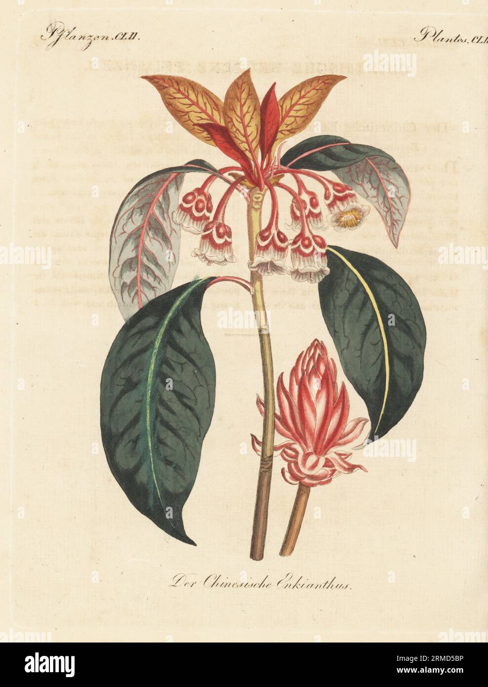 Chinese enkianthus, Canton enkianthus, Enkianthus quinqueflorus ...