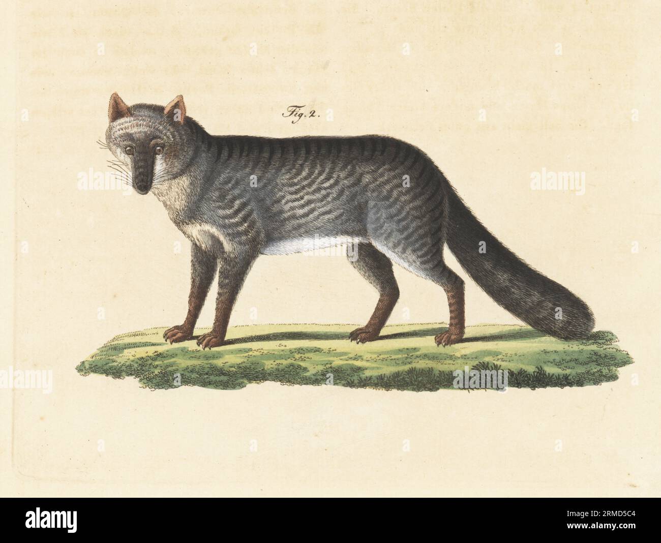 Le renard a trois couleurs hi-res stock photography and images - Alamy