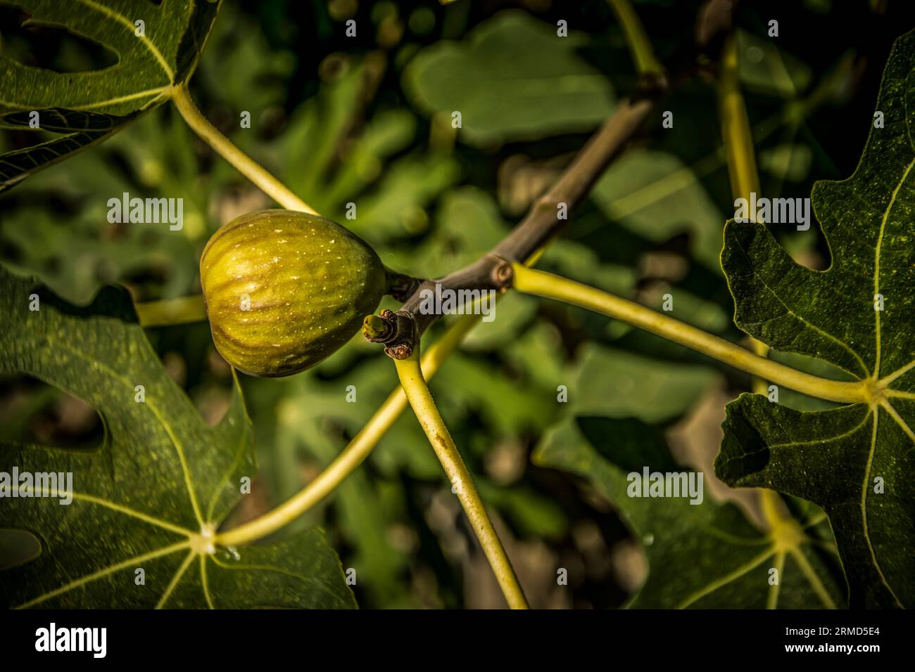 Golden figs hi-res stock photography and images - Alamy