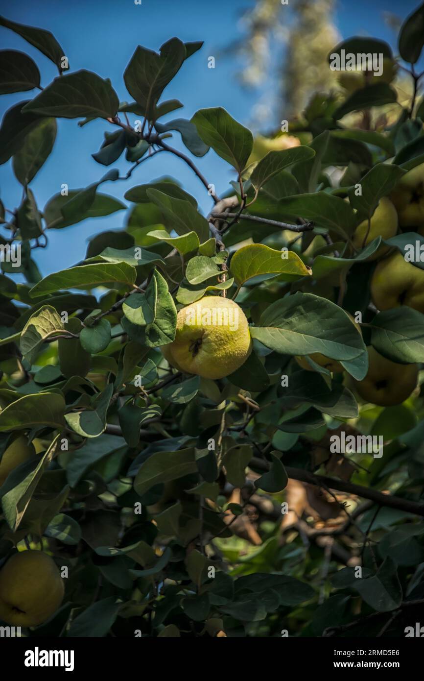 Yellow ripe quince fruit on a tree Stock Photo - Alamy