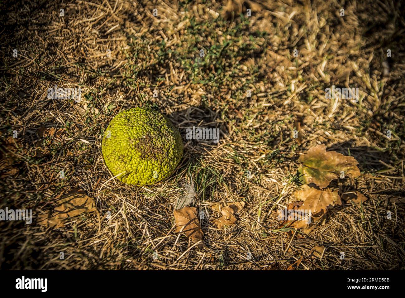 Pomifera hi-res stock photography and images - Alamy