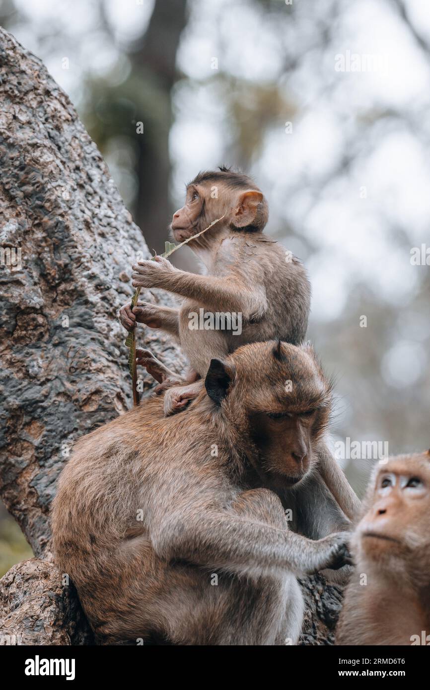 Macaque monkeys and baby monkey in Phetchaburi Thailand Asia Stock ...