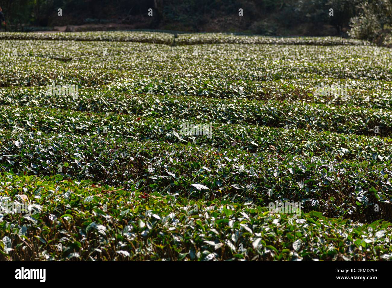 Close up on tea leaves at Da Hong Pao Cha or big red robe tea fields in ...
