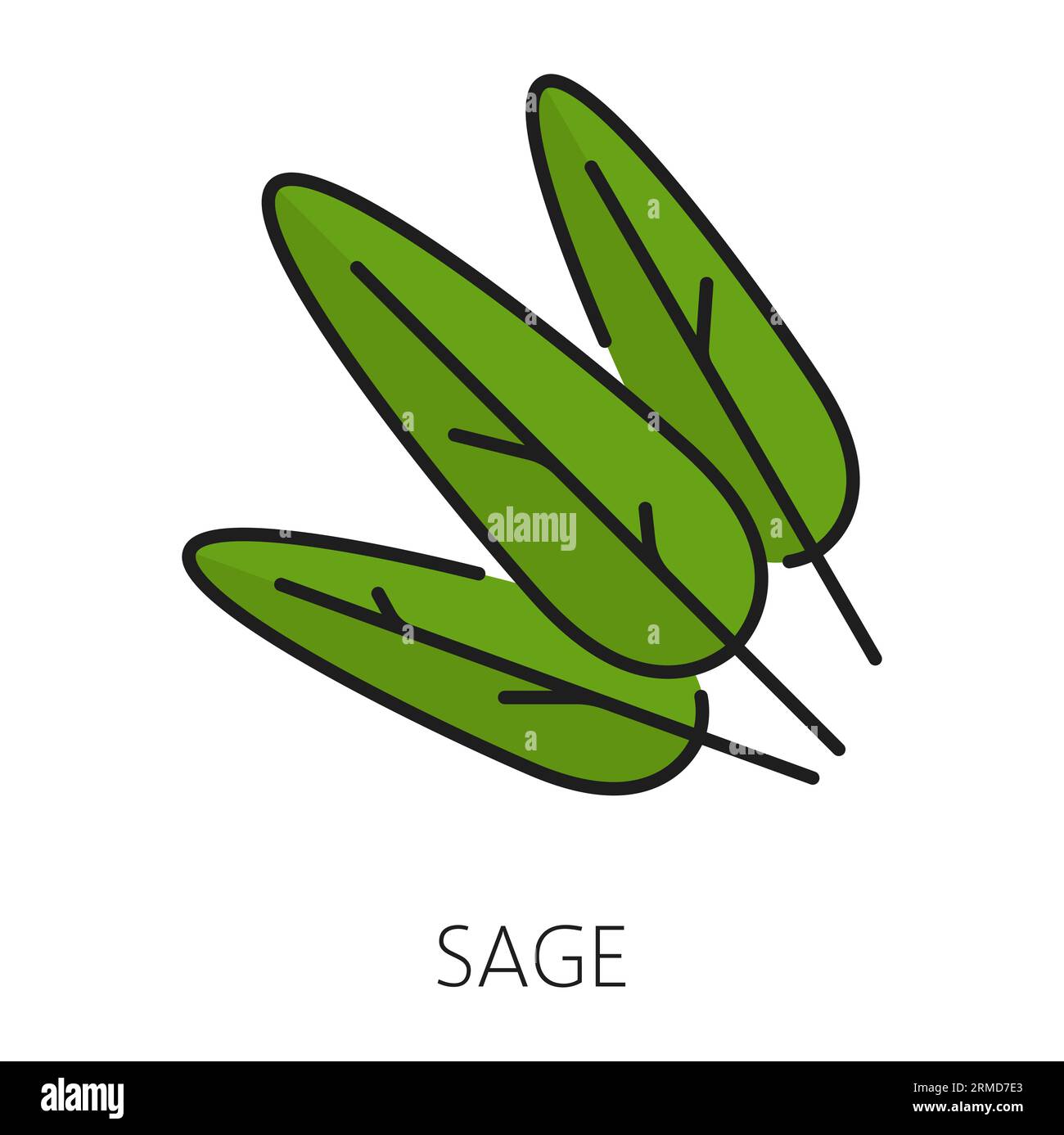 Sage green isolated kitchen herb, seasoning hand drawn leaves, culinary ...