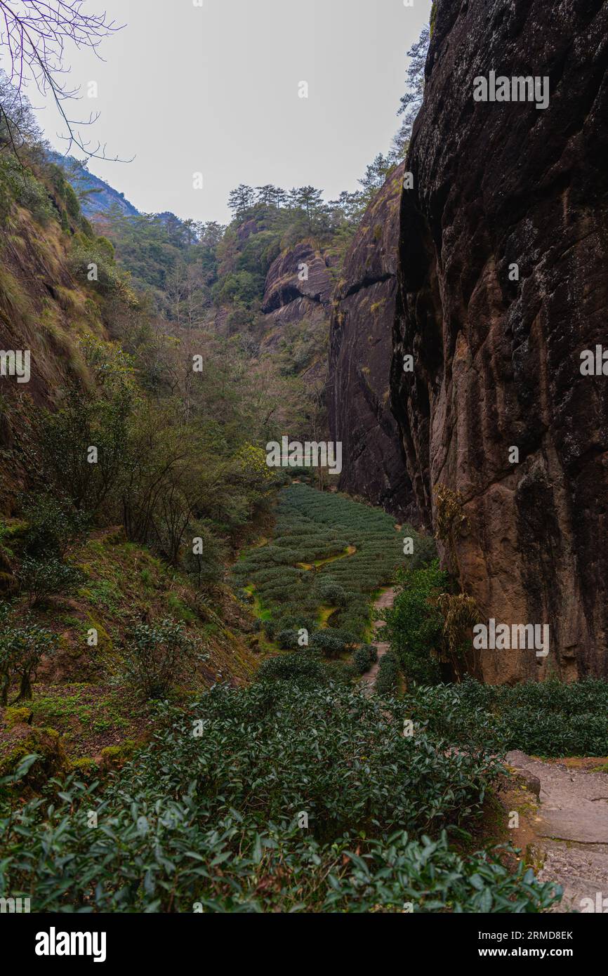 Tea farming on the top of the rock. Landscape of the tea plantations in ...