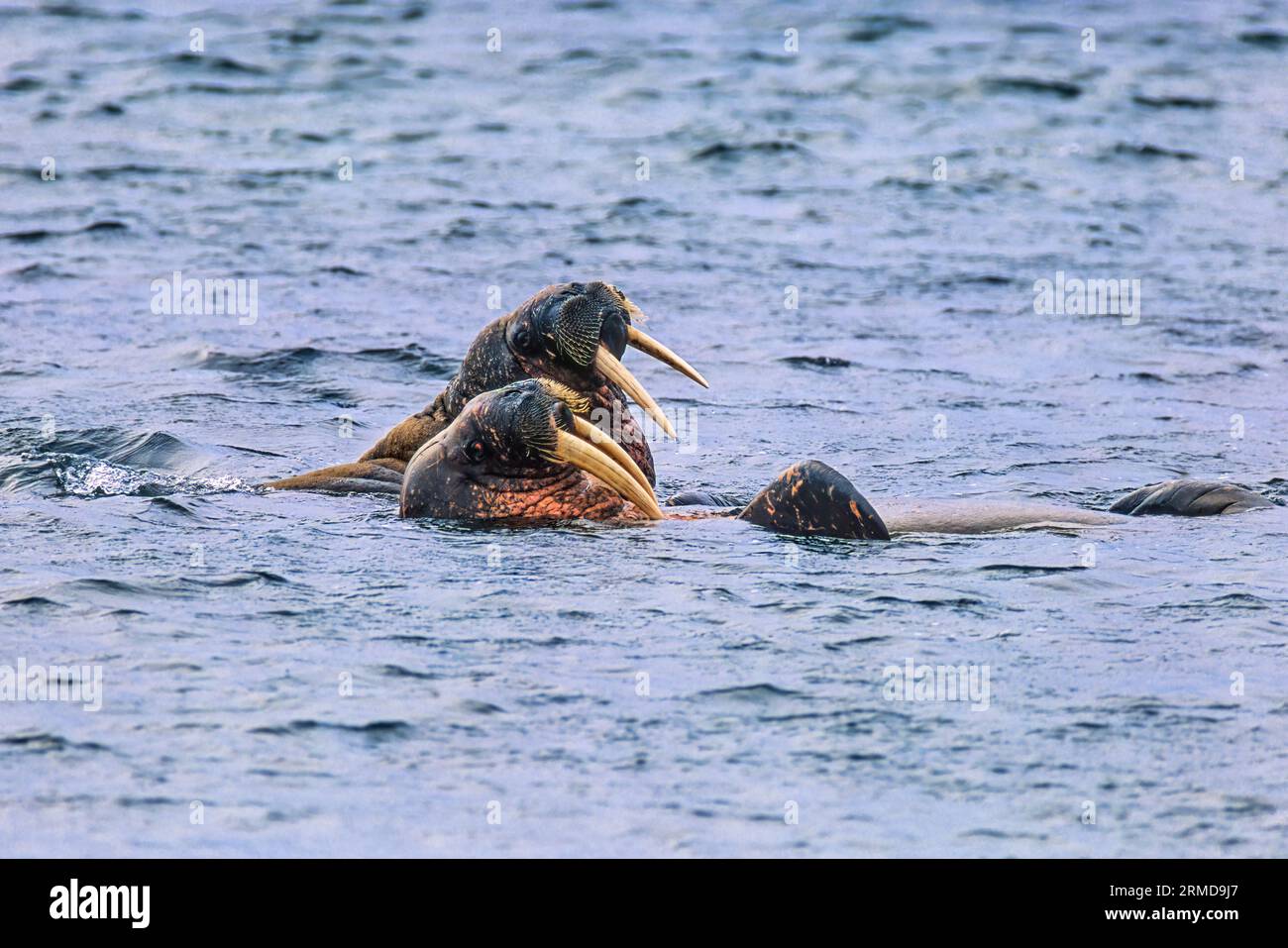 Pair walrus hi-res stock photography and images - Alamy