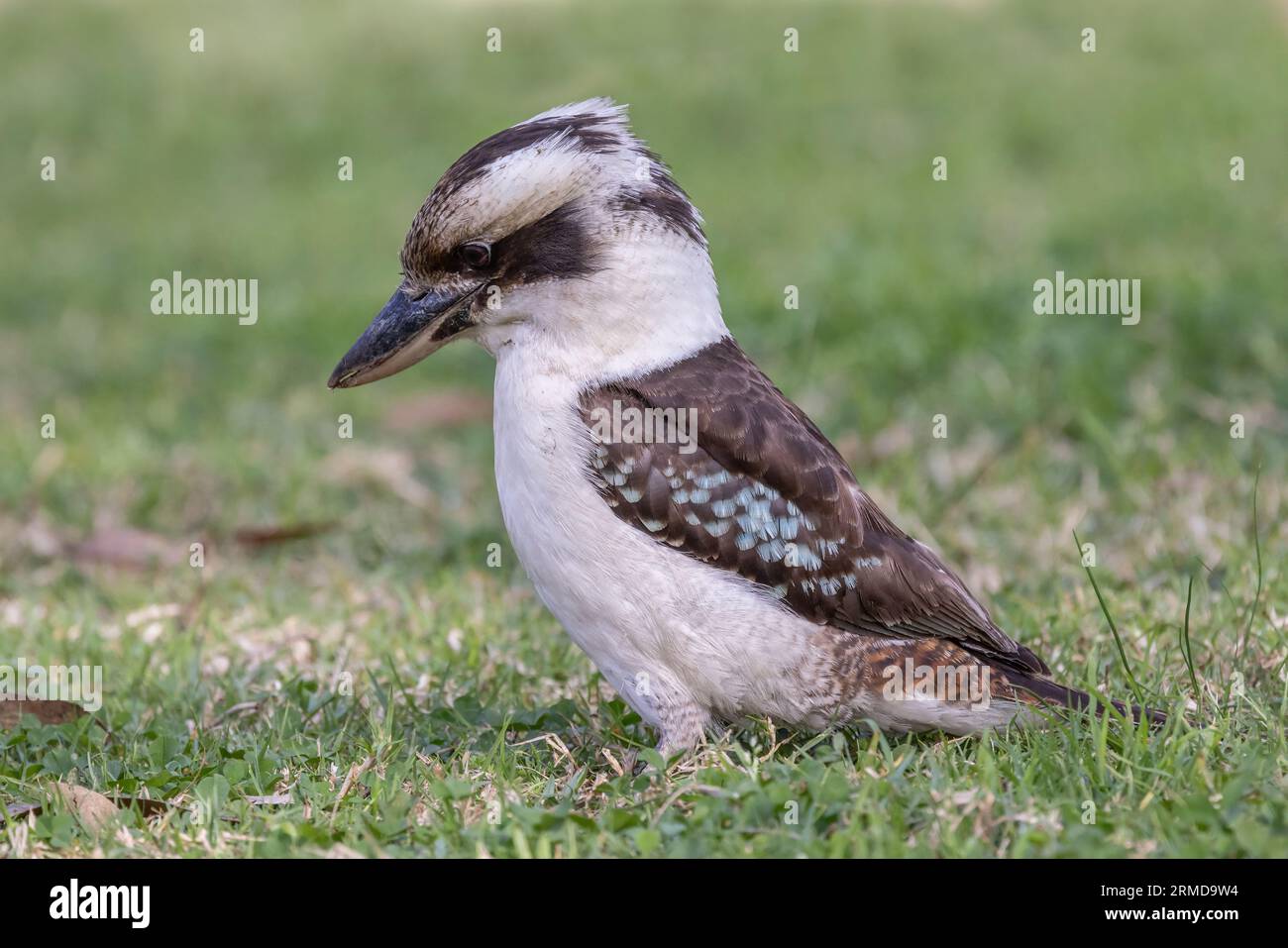 Worms in the soil hi-res stock photography and images - Alamy