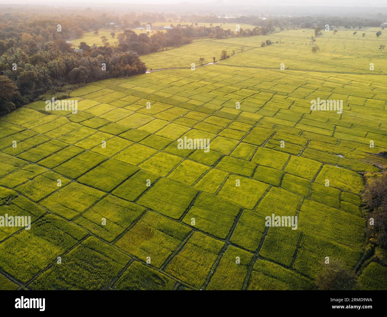 Aerial Photo of green Rice fields in the countryside of Sri Lanka Stock ...