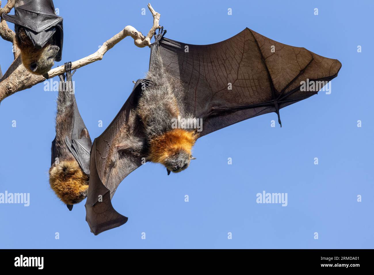 Roosts in trees hi-res stock photography and images - Alamy