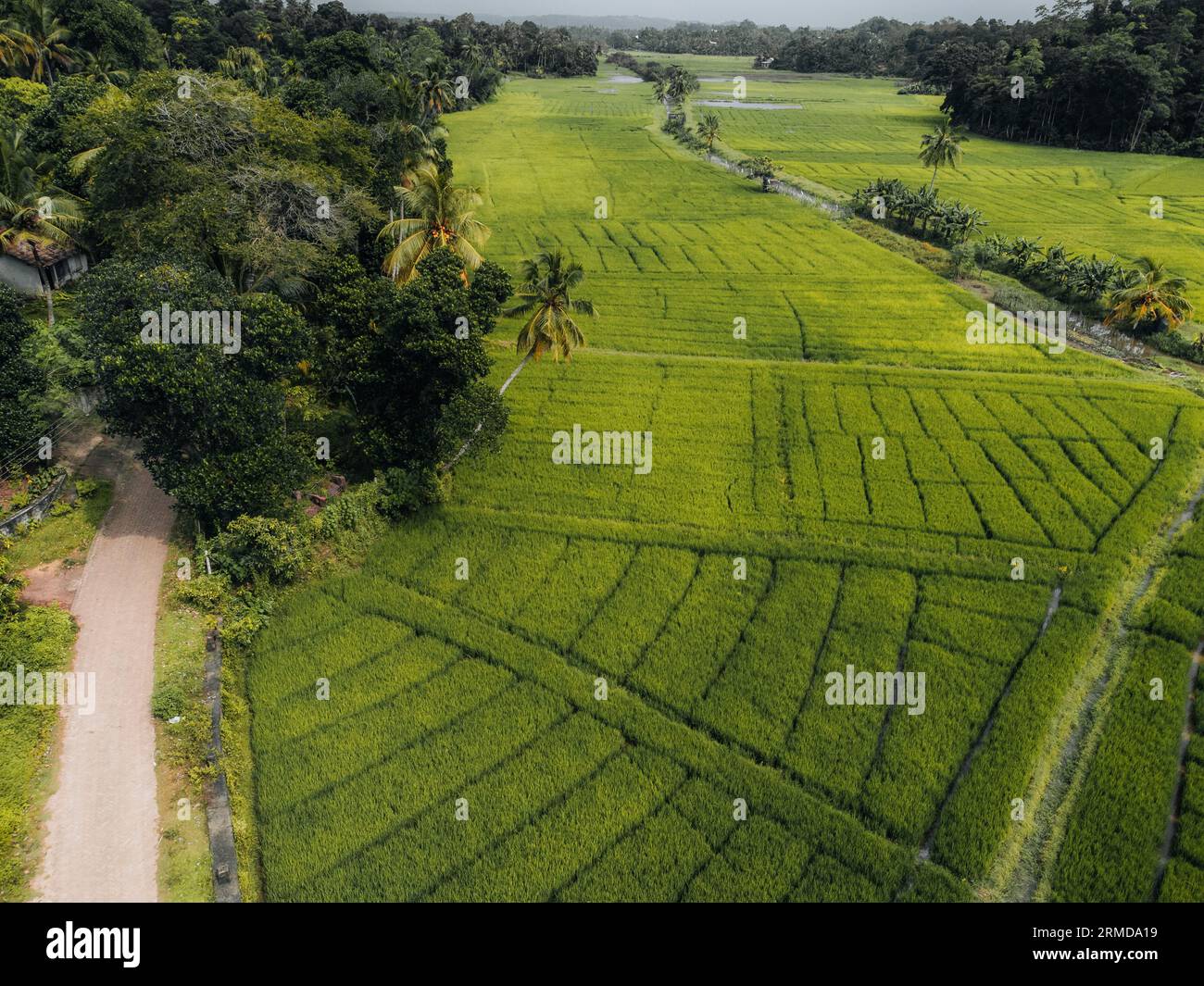 Aerial Photo of green Rice fields in the countryside of Sri Lanka Stock ...