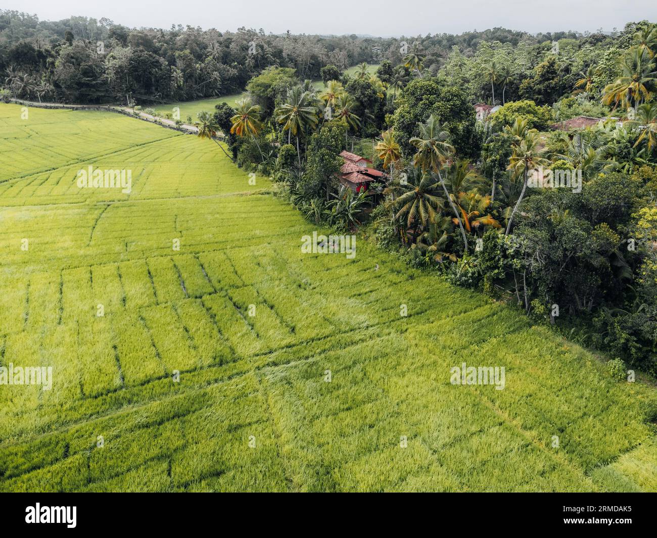 Aerial Photo of green Rice fields in the countryside of Sri Lanka Stock ...
