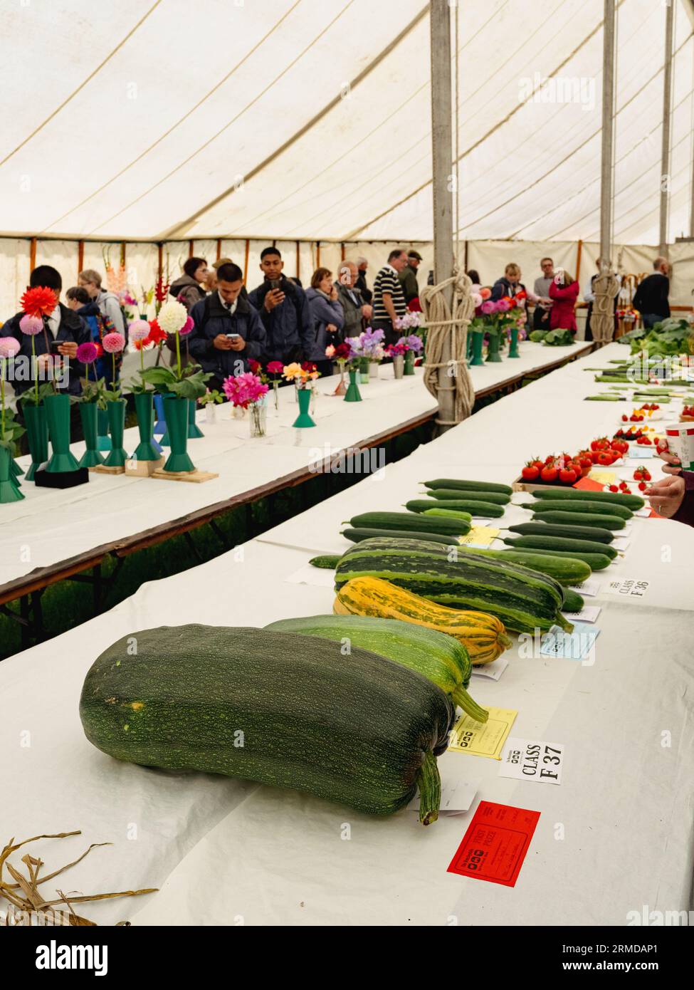 Giant marrow show hi-res stock photography and images - Alamy