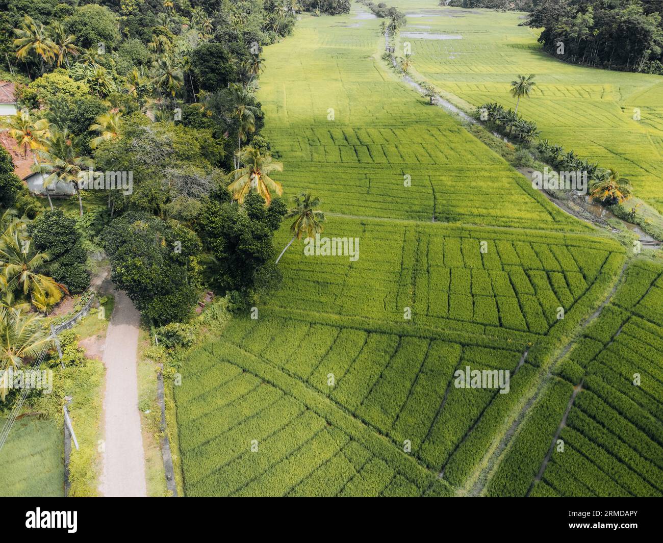 Aerial Photo of green Rice fields in the countryside of Sri Lanka Stock ...
