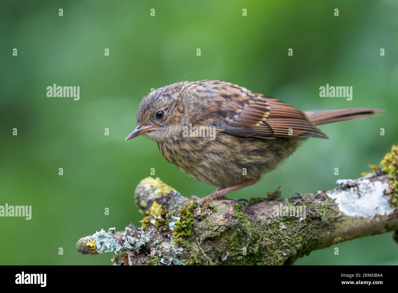 Juvenile dunnock (prunella modularis) hi-res stock photography and ...